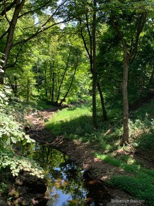 Nature Photography Day | Still A Dreamer